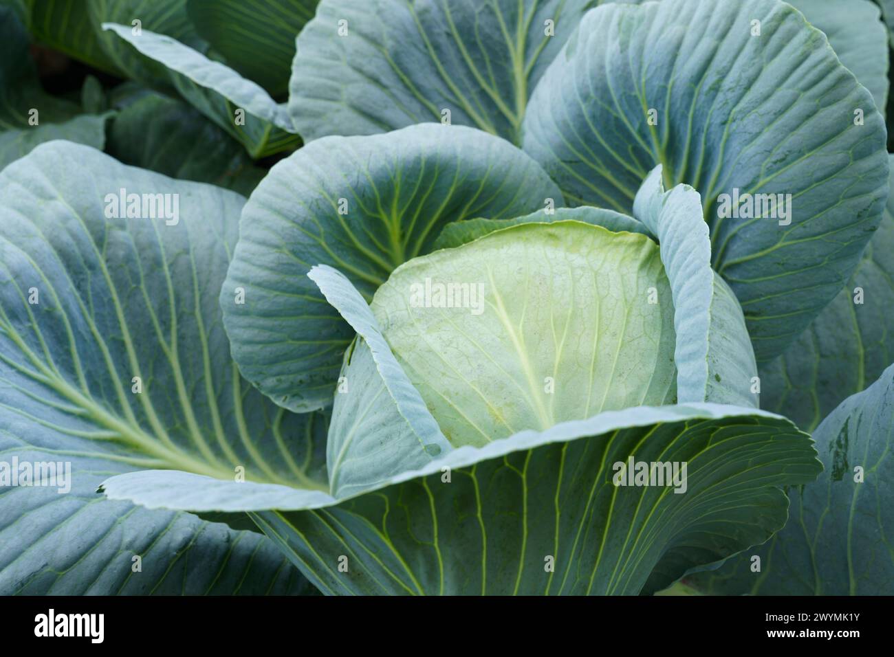 A healthy head of cabbage is shown growing in a well-tended garden ...