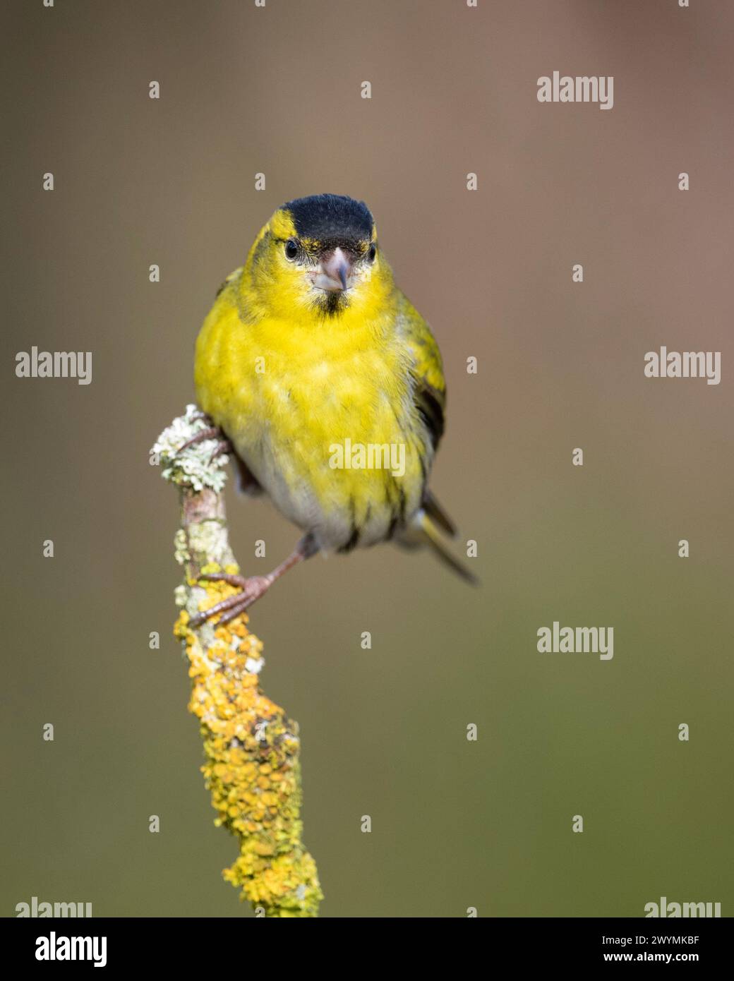 Male Eurasian Siskin (Spinus spinus) perched in a pine forest in the UK ...