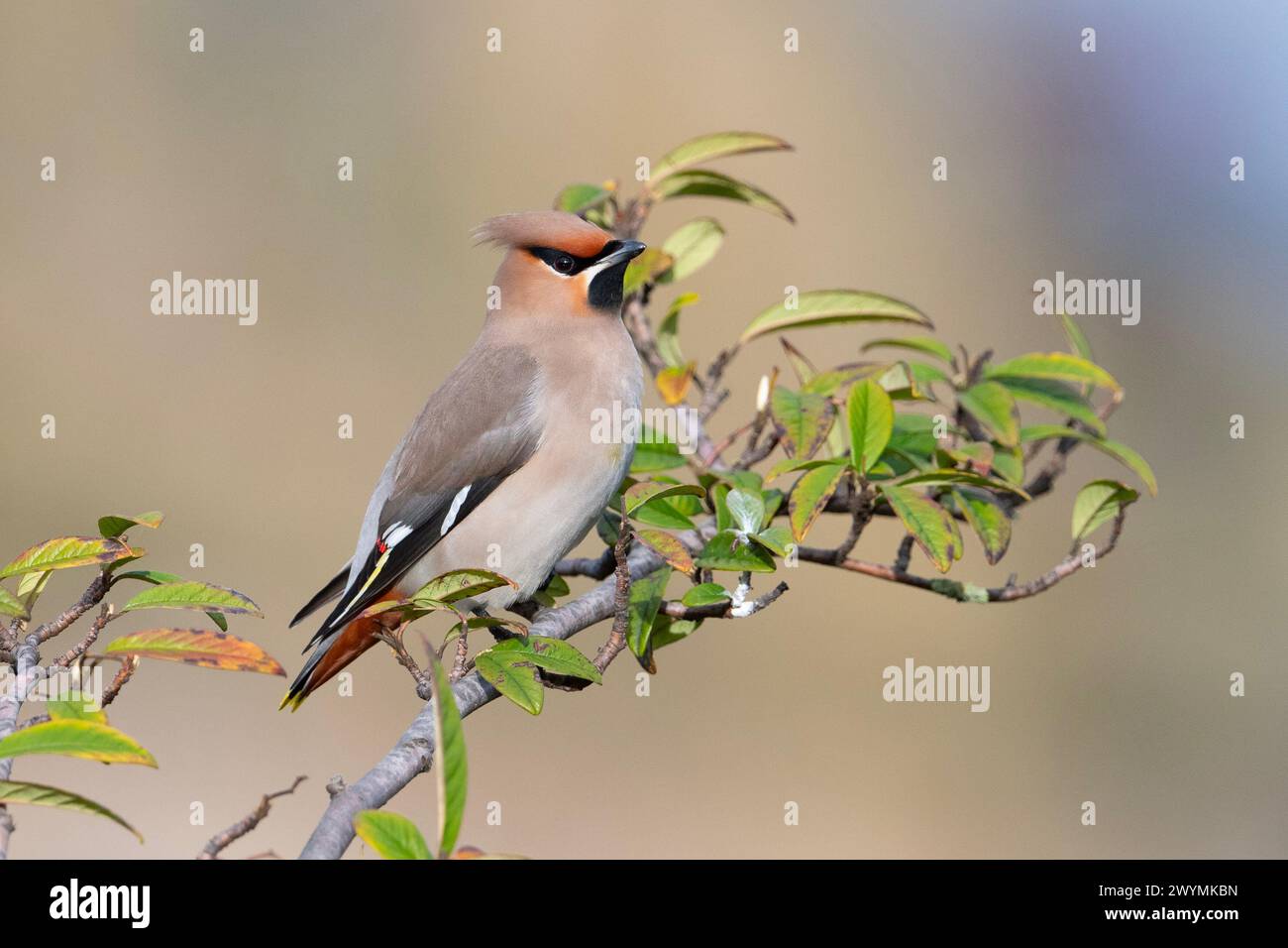 Waxwing or Bohemian Waxwing (Bombycilla garrulous) on Rowan Berry Tree ...