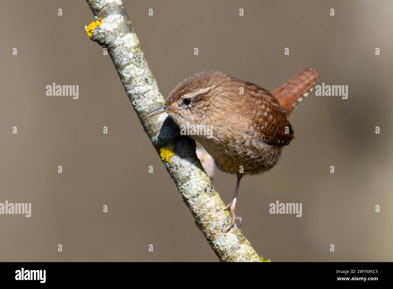 Wren sat on branch hi-res stock photography and images - Alamy