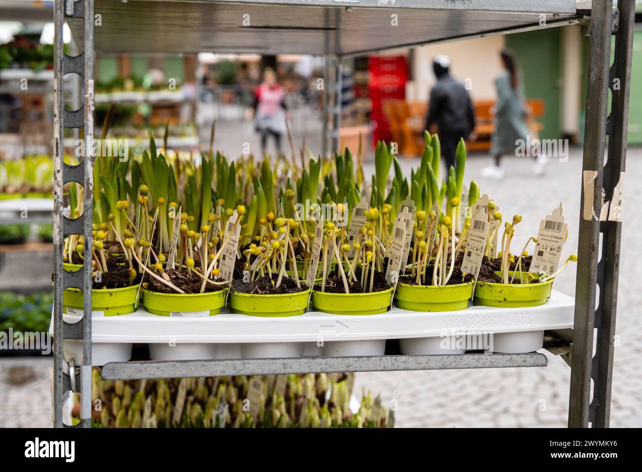 Munich, Germany - 19 February 2024: The Spring Flower Market in Munich ...