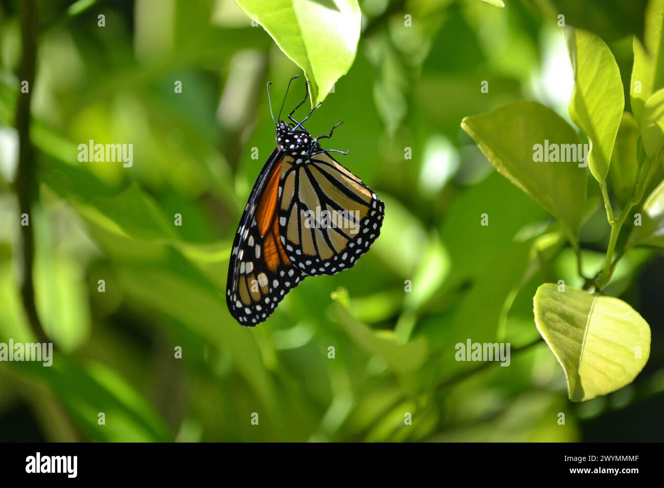 A Monarch butterfly dangles by two feet from the leaf of a Valencia ...