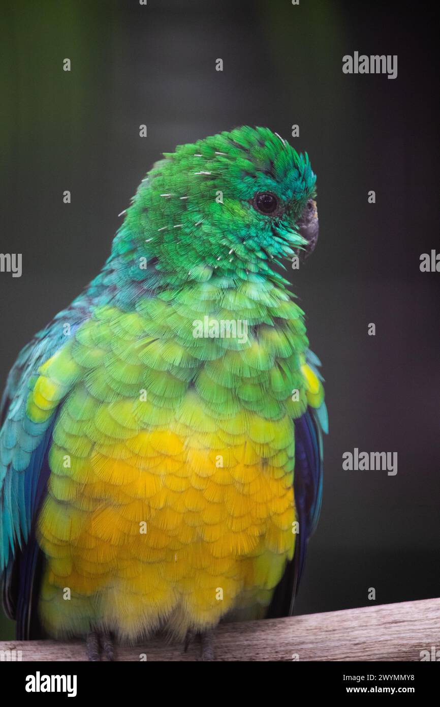 Colourful parrot hi-res stock photography and images - Alamy