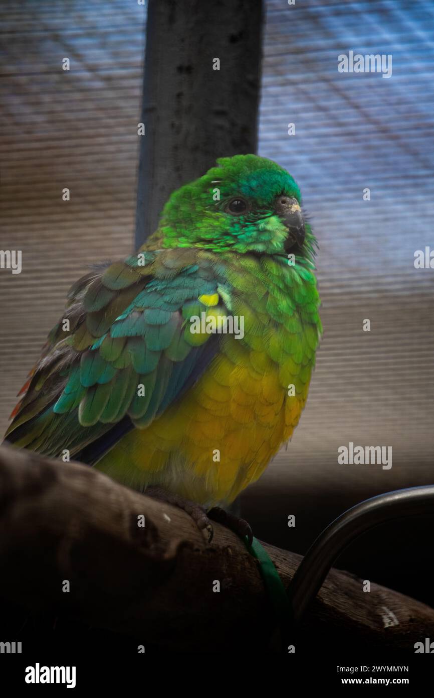 Red rumped parrot on its perch Stock Photo - Alamy