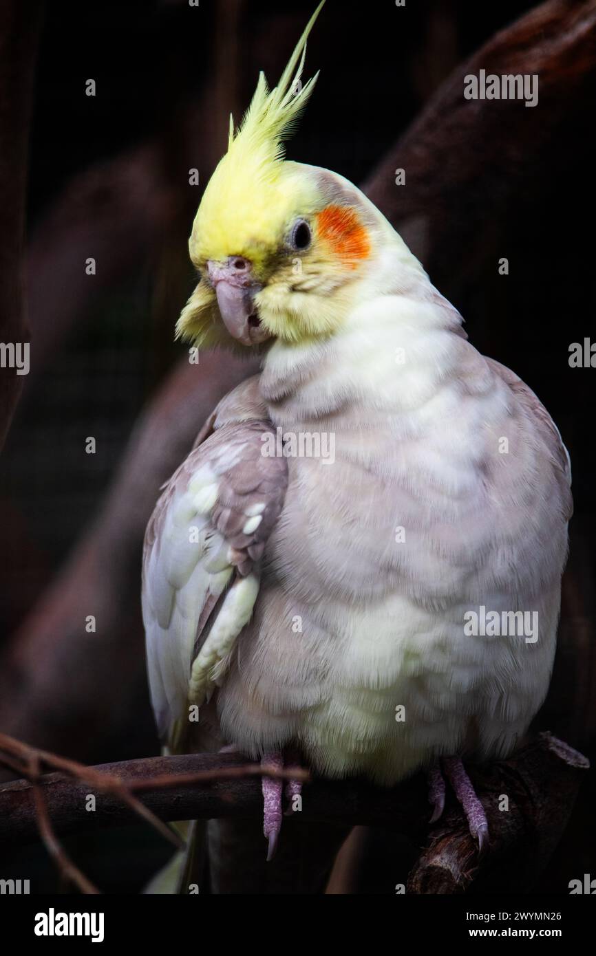 White cockatiel looking sideways at the camera Stock Photo - Alamy