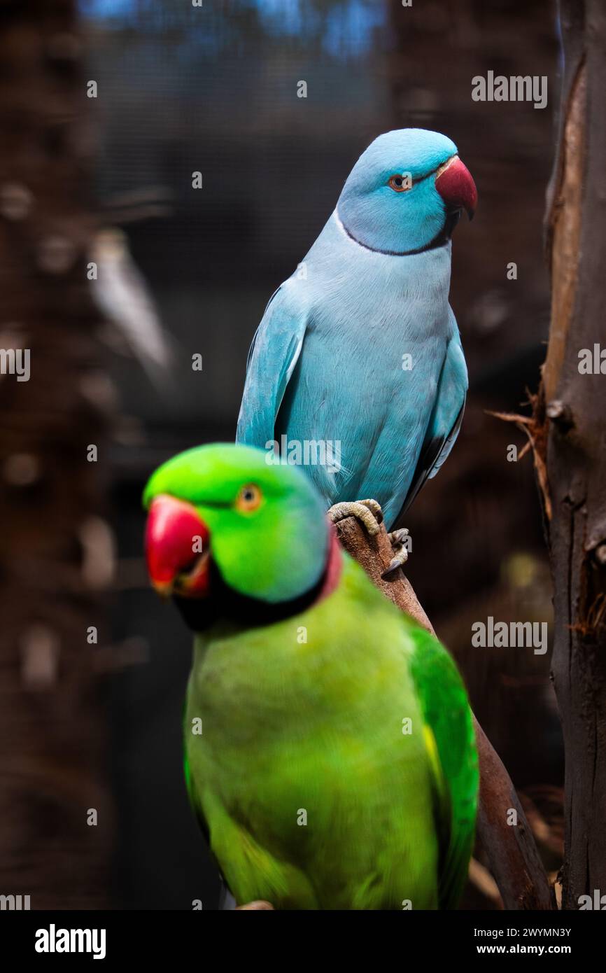 Another parrot hi-res stock photography and images - Alamy