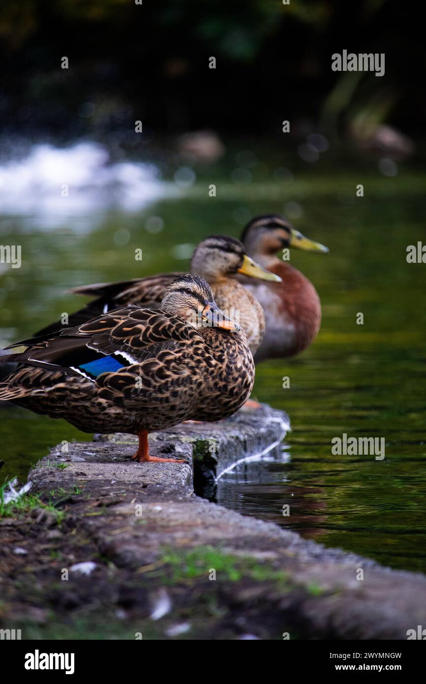 Lined up mallards hi-res stock photography and images - Alamy