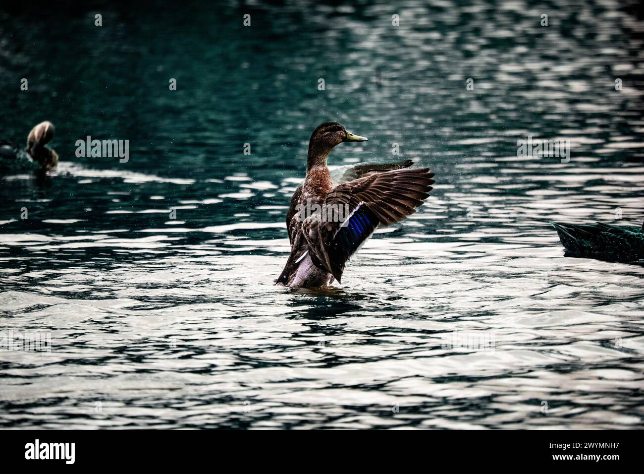 Duck going underwater hi-res stock photography and images - Alamy