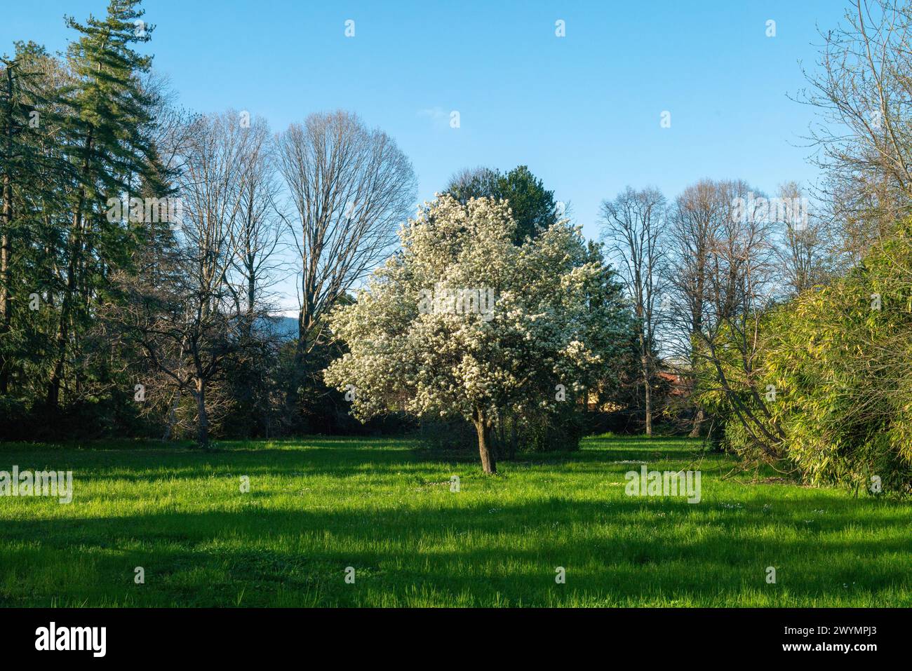 park with flowering plant in the middle of the park, spring brings the ...