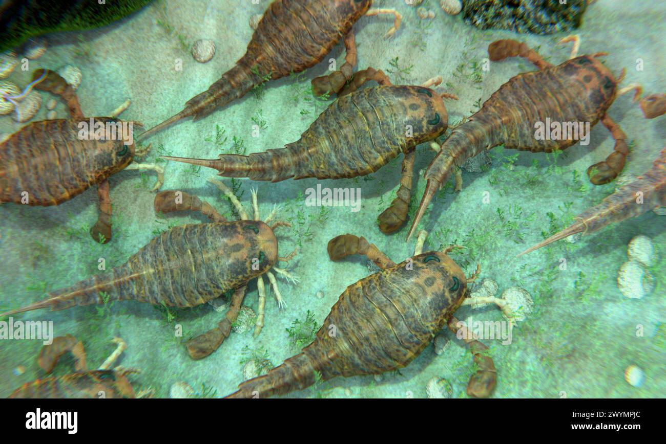An illustration of Eurypterids gathering on a seafloor. Eurypterids are ...