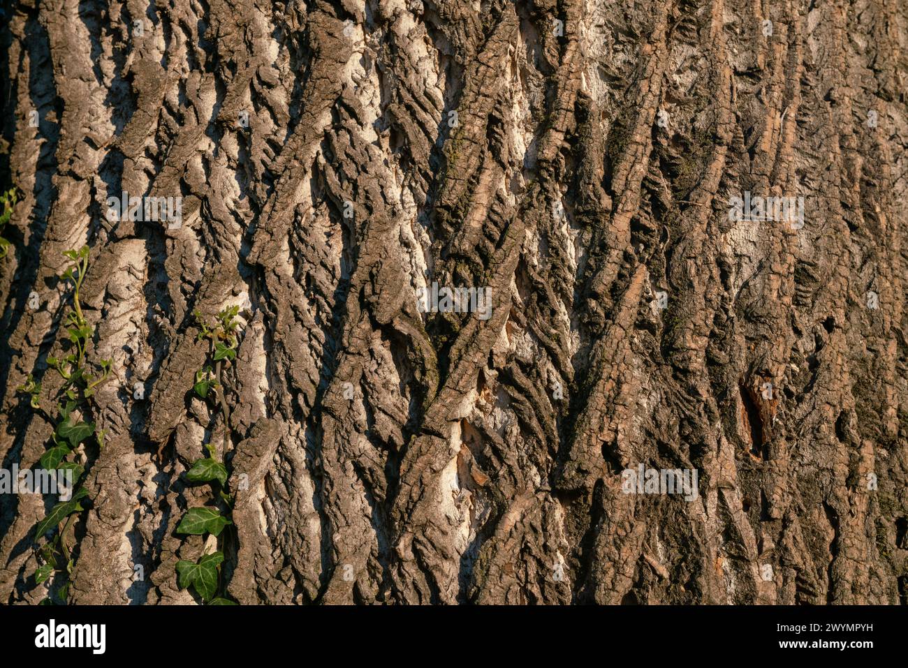 the bark resembles human skin with the signs of aging from wounds ...