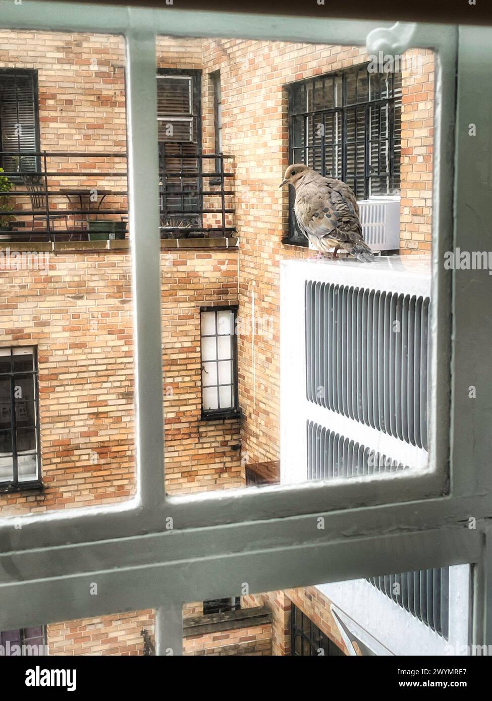 Bird Sitting on Window Air Conditioner Seen through an Apartment Window ...