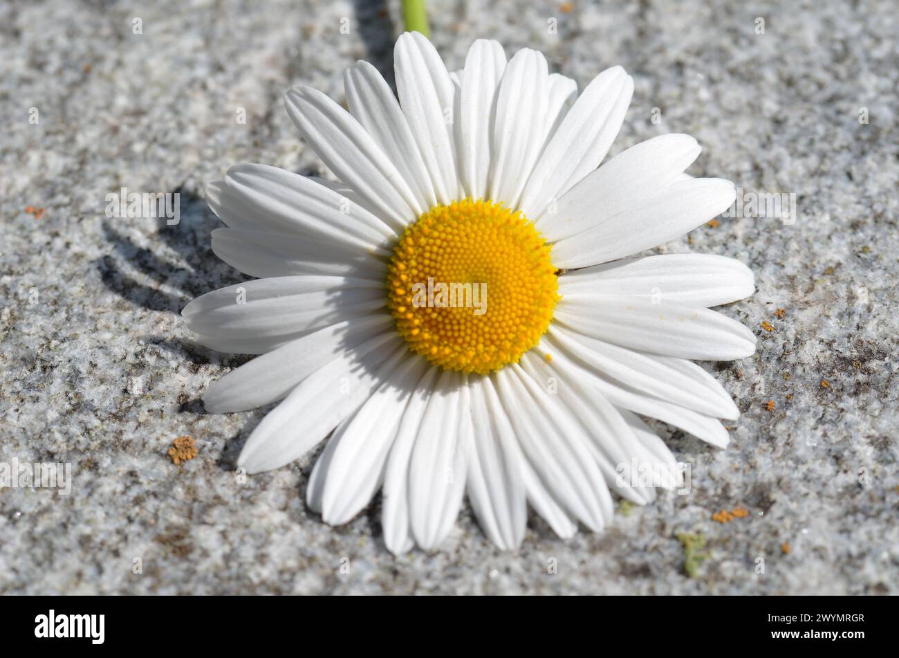 Daisy flower on a rock Stock Photo - Alamy