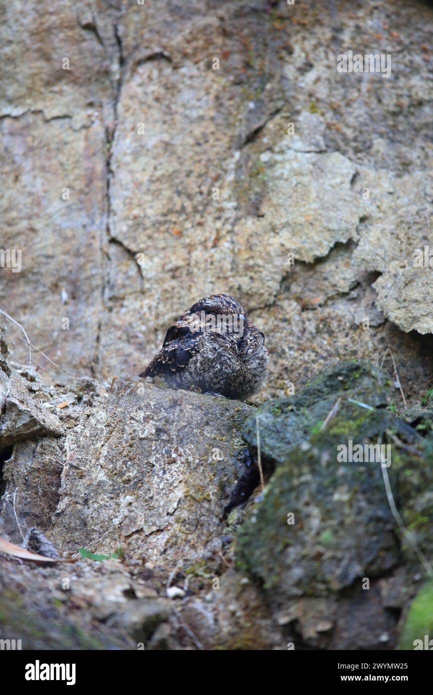 The lyre-tailed nightjar (Uropsalis lyra) is a species of nightjar in ...