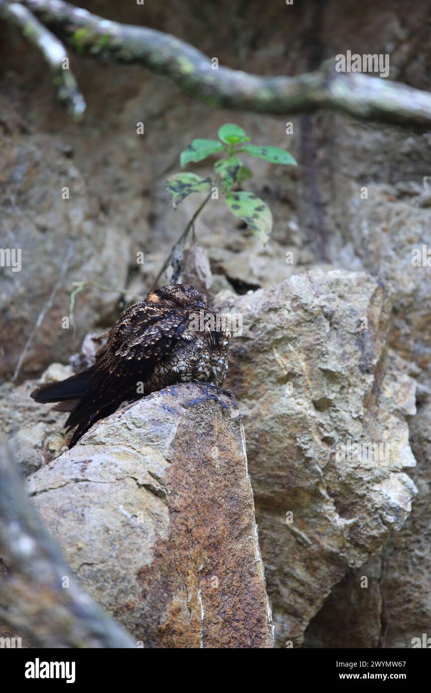 The lyre-tailed nightjar (Uropsalis lyra) is a species of nightjar in ...