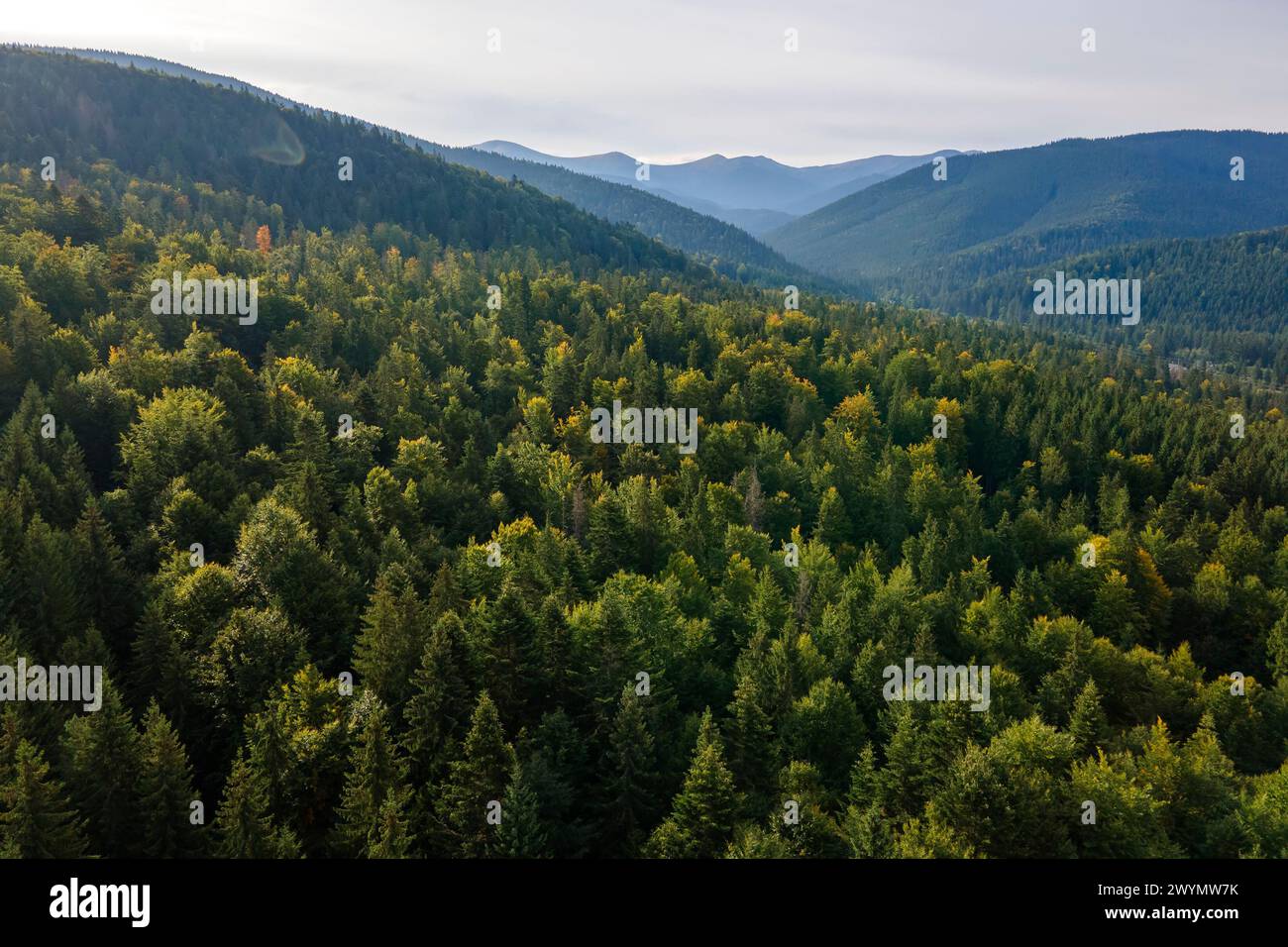 Aerial view of green pine forest with dark spruce trees covering ...