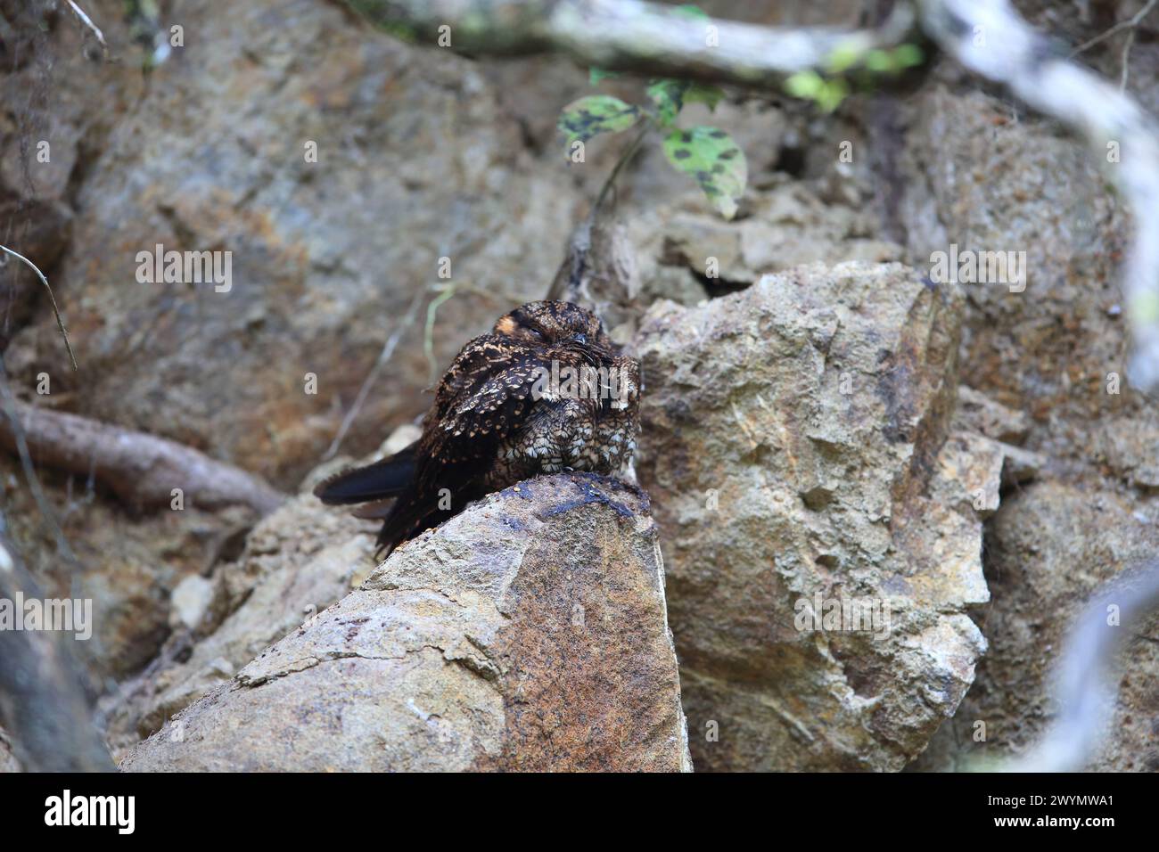 Species of nightjar hi-res stock photography and images - Alamy