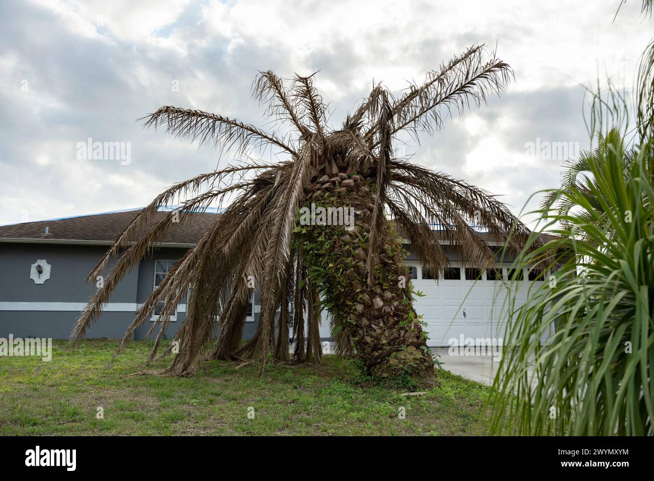 Dry dead palm tree on Florida home backyard Stock Photo - Alamy