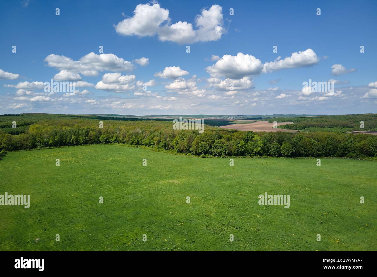 Green agricultural field with growing crops in summer season. Farming ...
