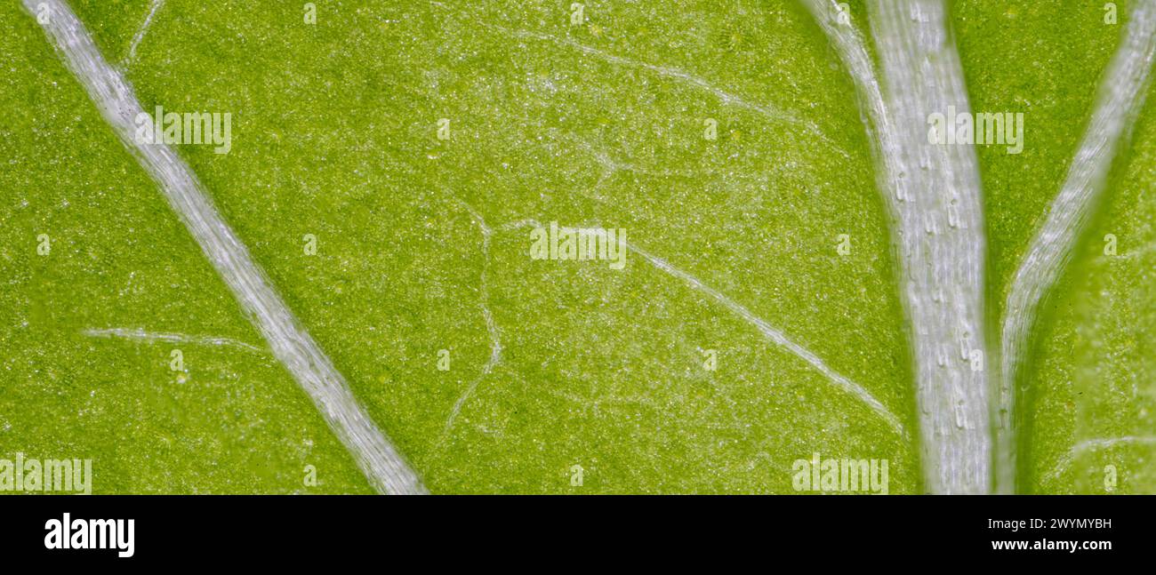 Macrophotograph of a green parsley leaf with visible sap veins, high ...