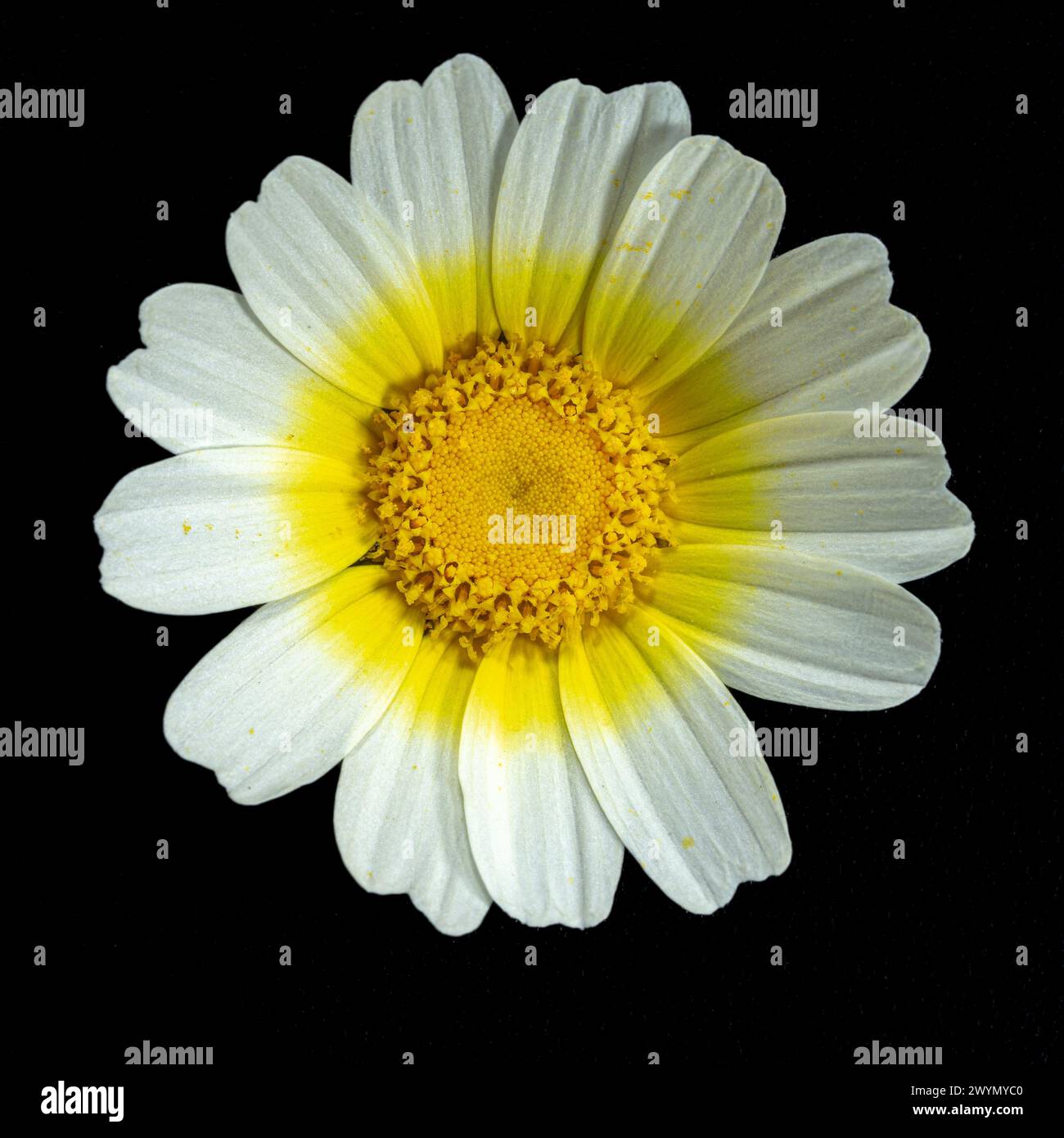 Flower with white petals and yellow center hi-res stock photography and ...