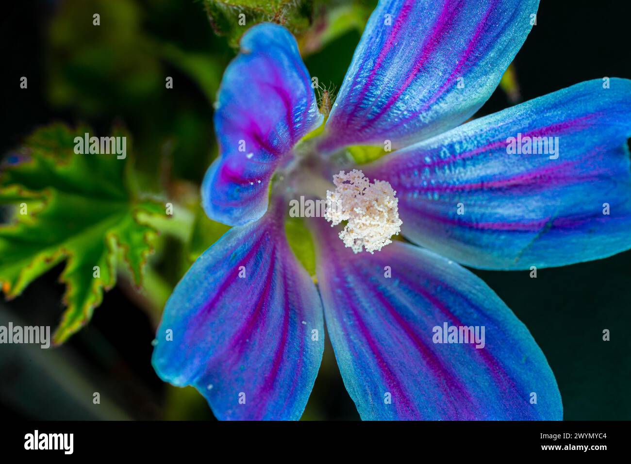 Close-up macro photograph of mauve flower with lilac petals with hue ...