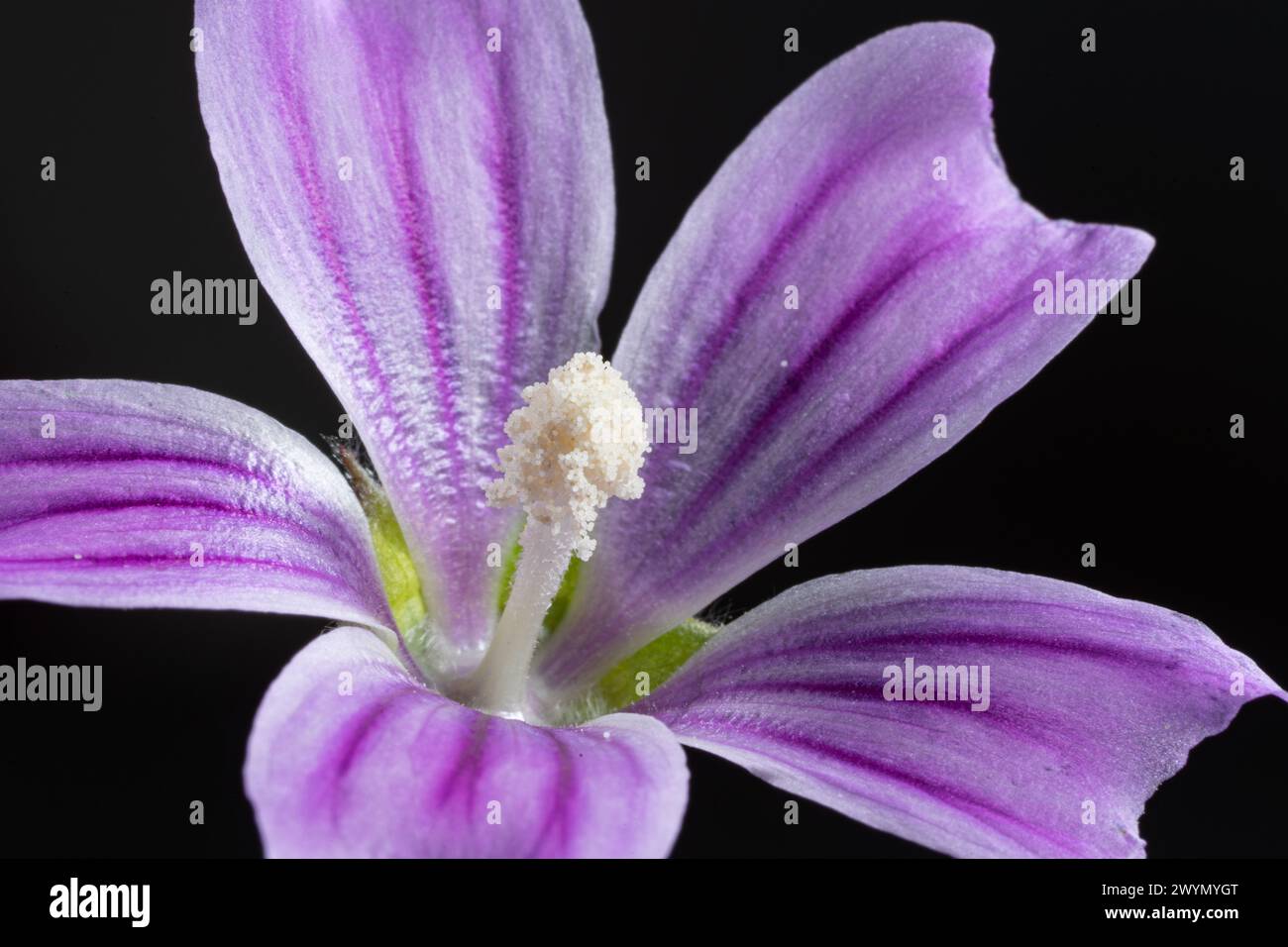 Close-up macro photography of lilac petaled mallow flower Stock Photo ...