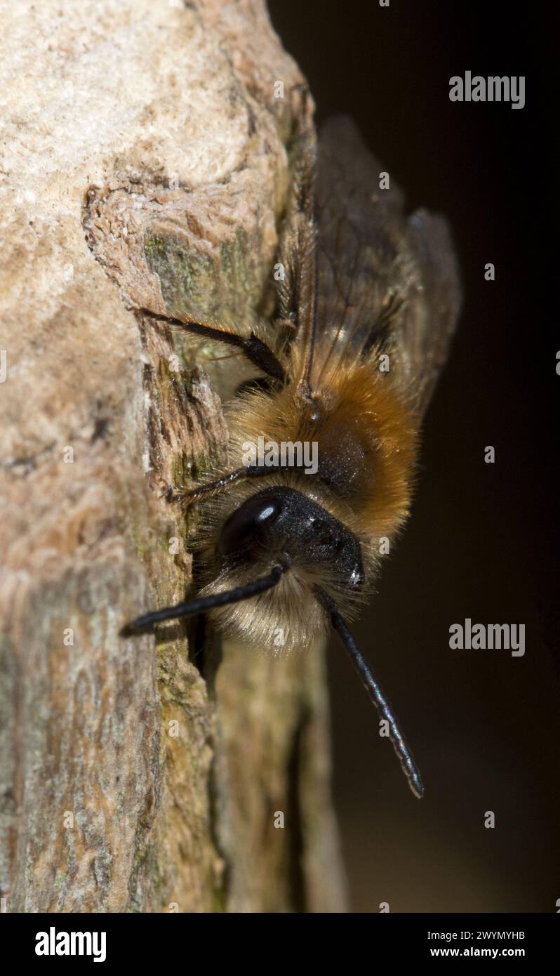 Ground nesting bee uk hi-res stock photography and images - Alamy