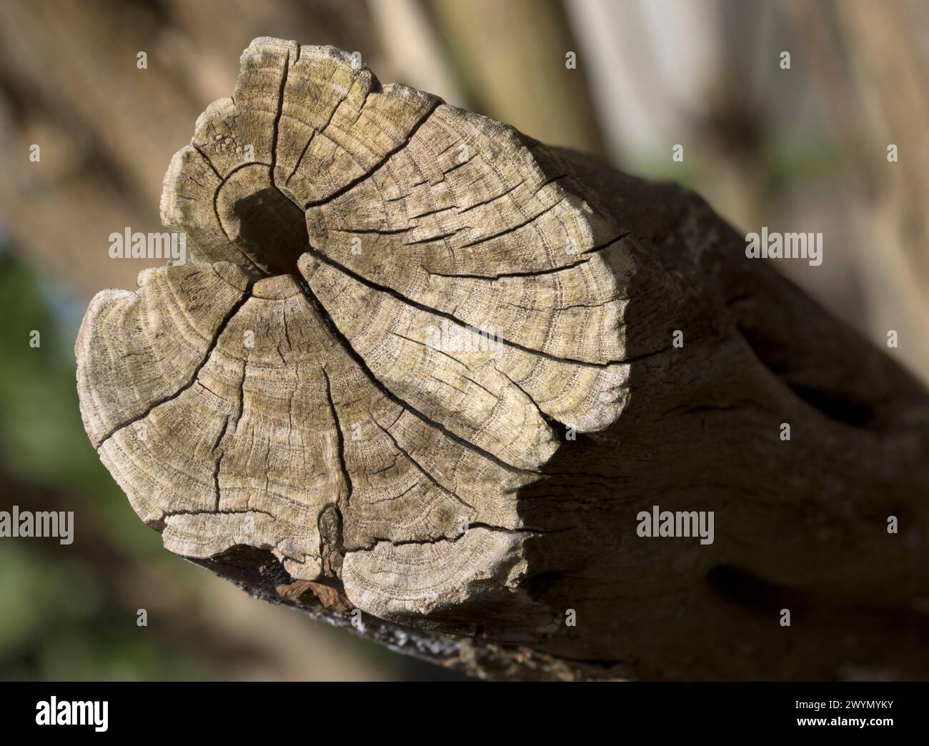Cross Section Through Buddleia Tree Trunk Stock Photo - Alamy