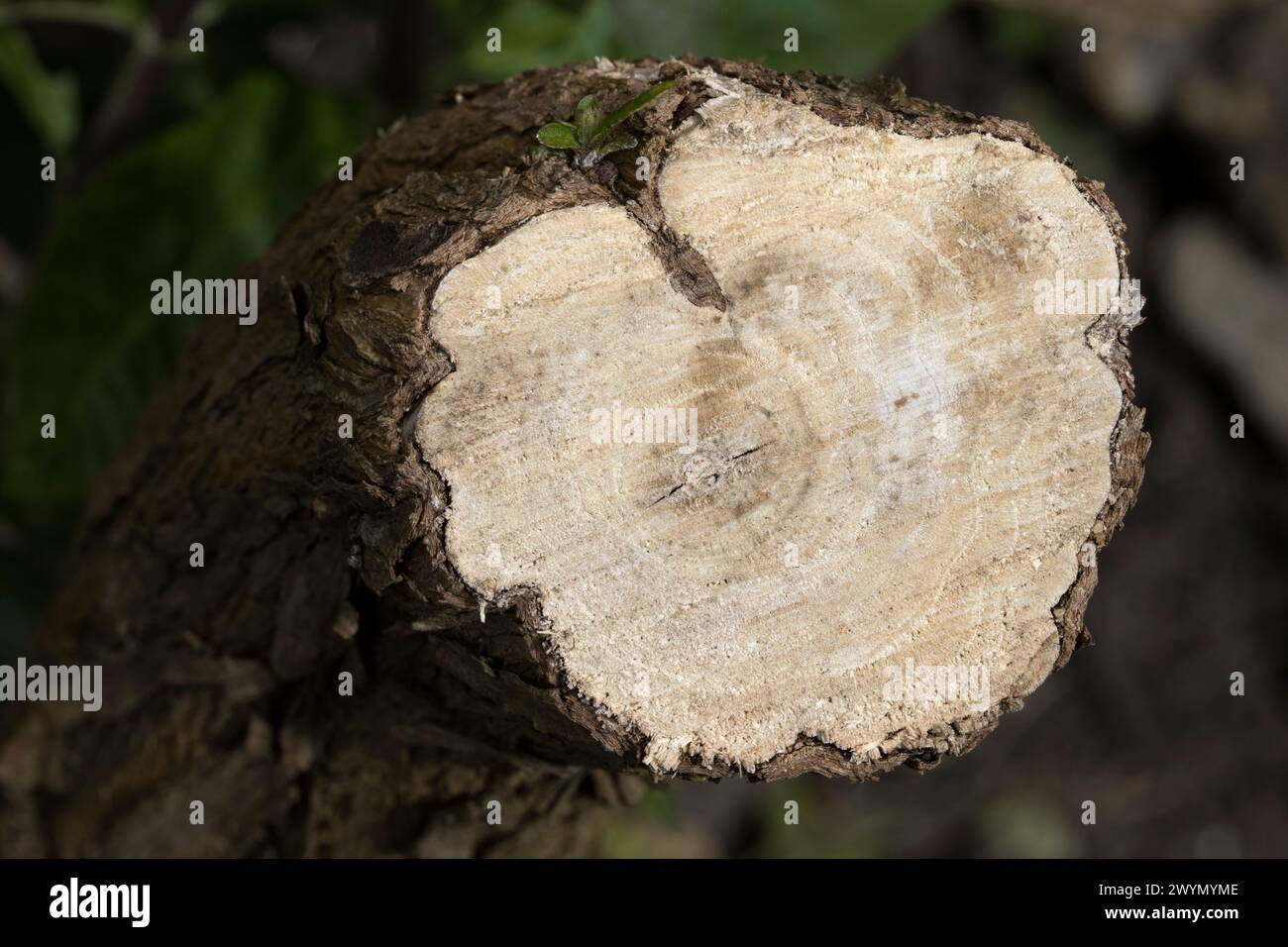 Cross Section Through Buddleia Tree Trunk Stock Photo - Alamy