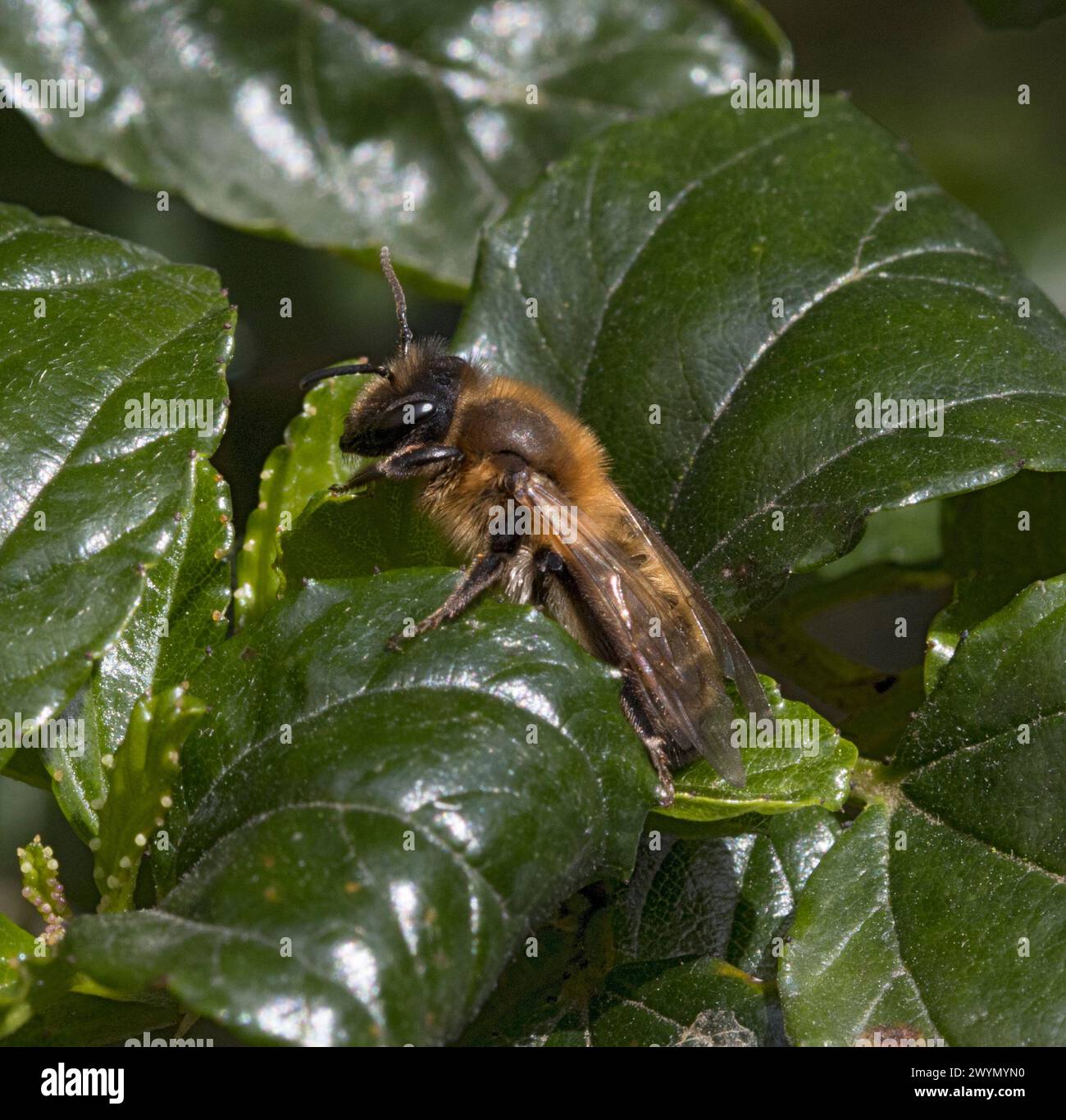 Eukaryota hi-res stock photography and images - Alamy