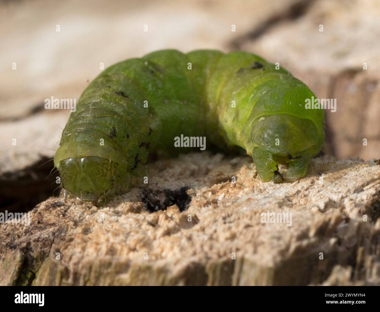 Caterpillar Silver Y Moth Stock Photo - Alamy