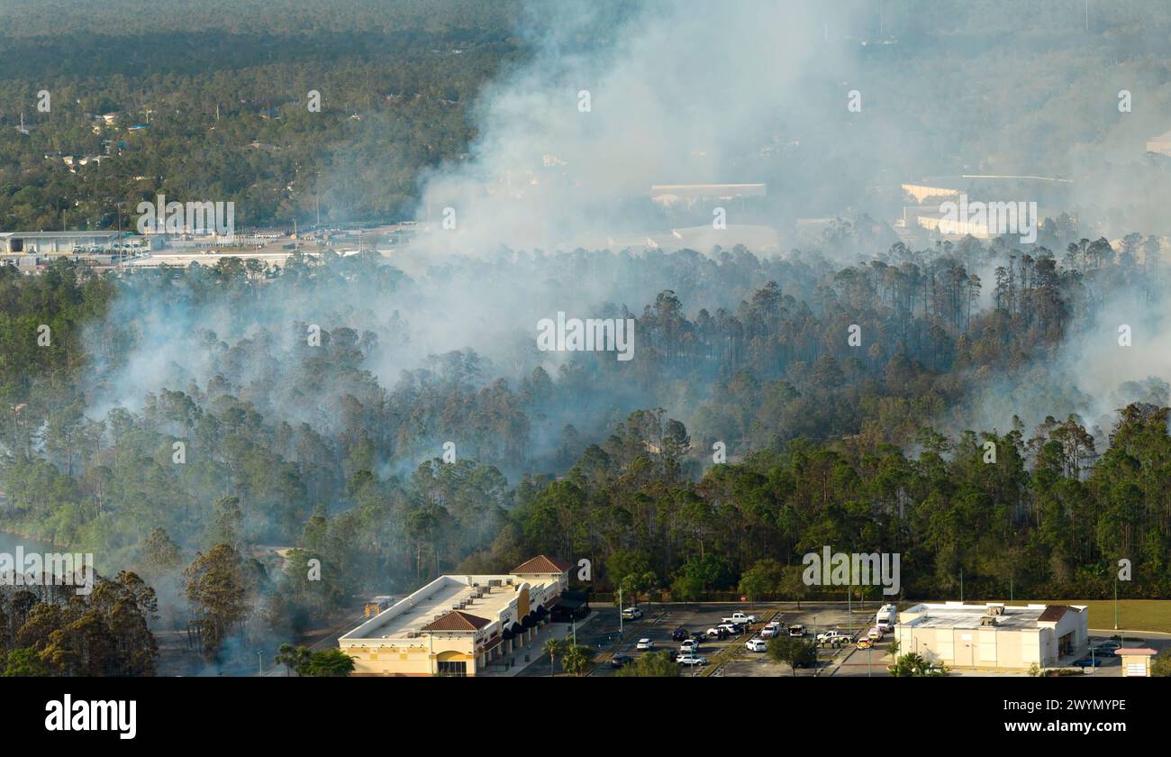 Huge wildfire burning severely in Florida jungle woods. Hot flames in ...