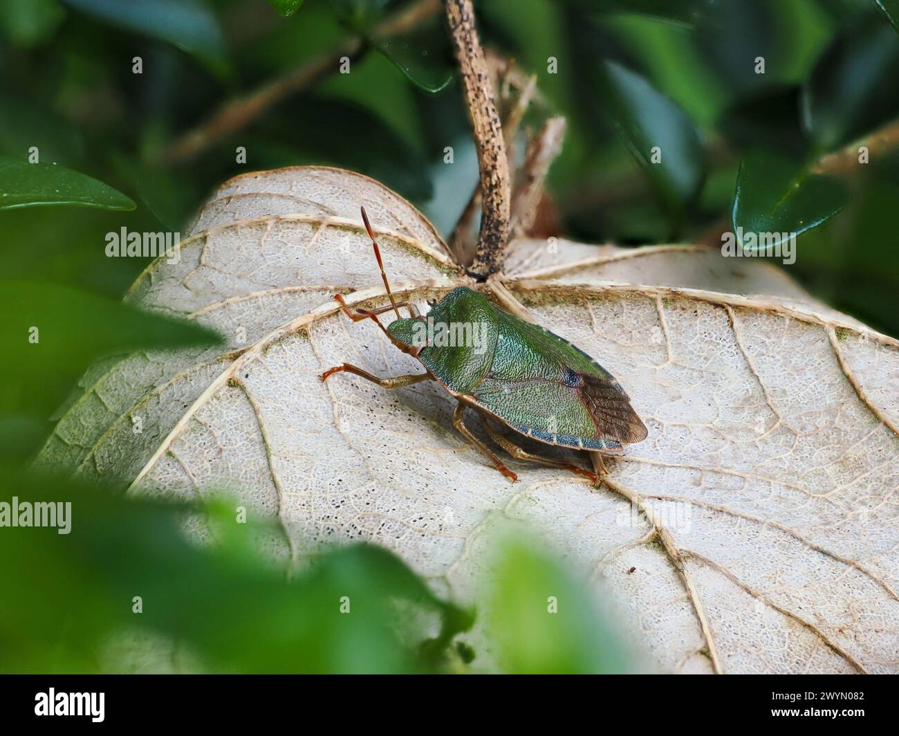 Shieldbug on leaf hi-res stock photography and images - Alamy