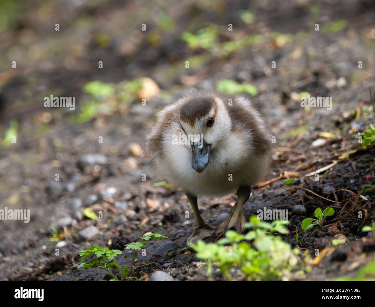Cute and fluffy newly hatched Egyptian Goose Gosling Foraging for Food ...