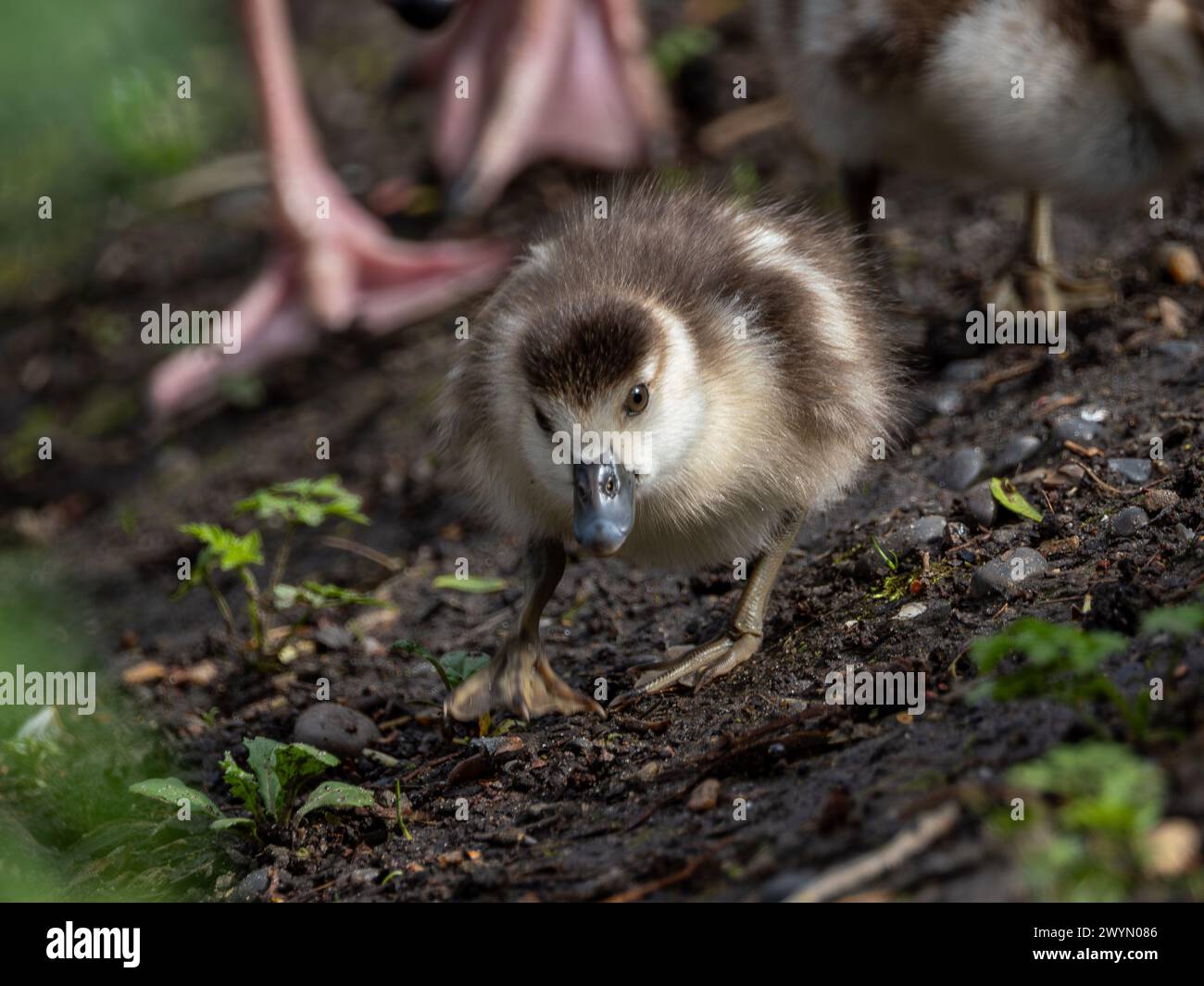 Cute, fluffy and very young Egyptian Goose Gosling Foraging with Parent ...