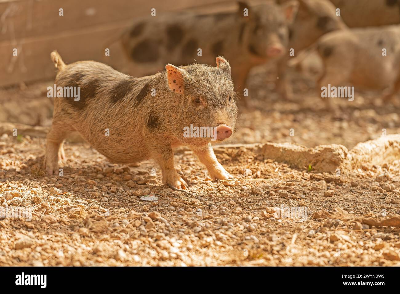 A family of pygmy pigs at the zoo. Little pigs Stock Photo - Alamy
