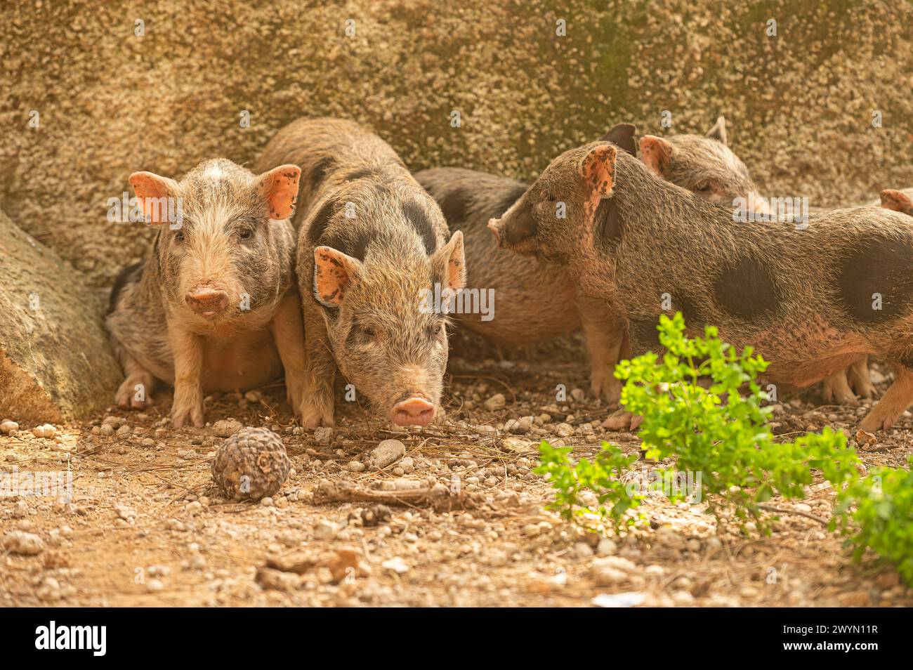 A family of pygmy pigs at the zoo. Little pigs Stock Photo - Alamy