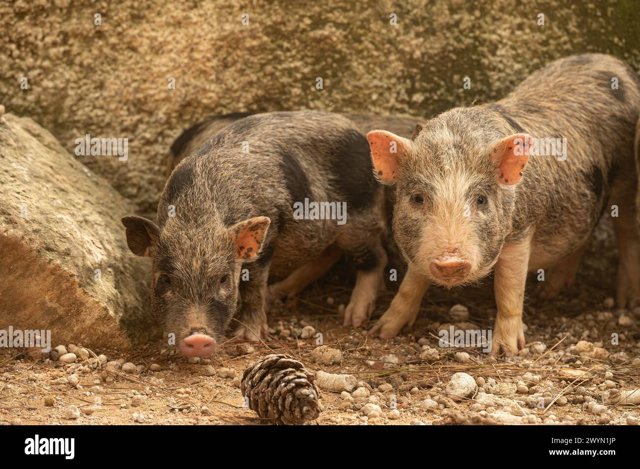 A family of pygmy pigs at the zoo. Little pigs Stock Photo - Alamy
