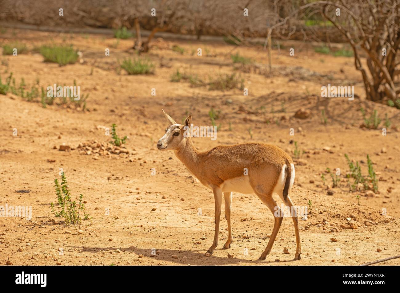Goitered gazelle, a small, common gazelle is grazing in the desert ...