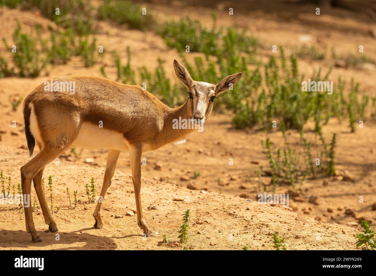 Goitered gazelle, a small, common gazelle is grazing in the desert ...
