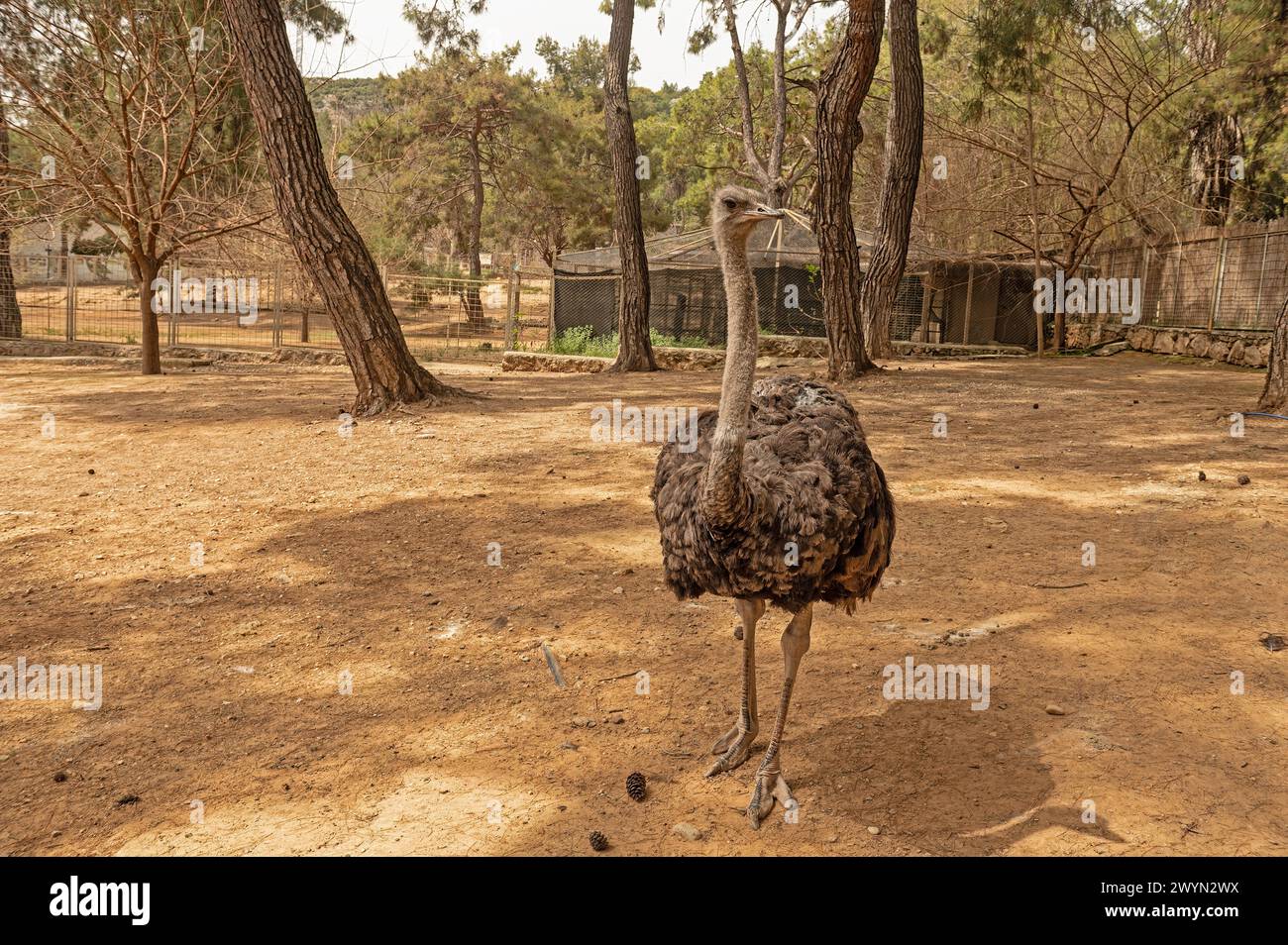 African Ostrich or Common ostrich (Struthio camelus) head and neck ...