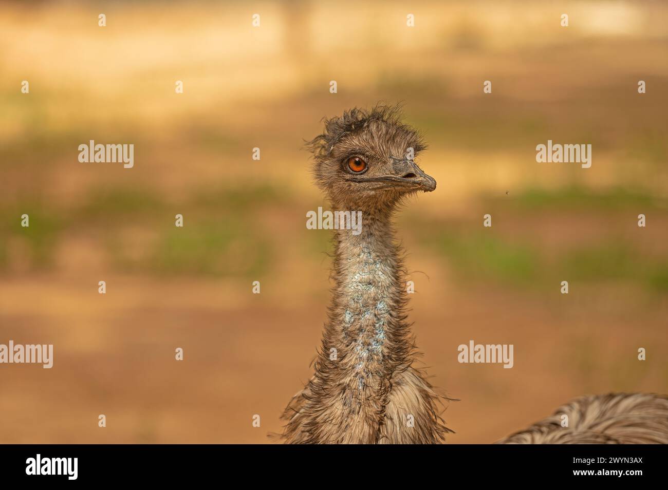 Portrait of the Emu, a large Australian bird. Dromaius novaehollandiae ...