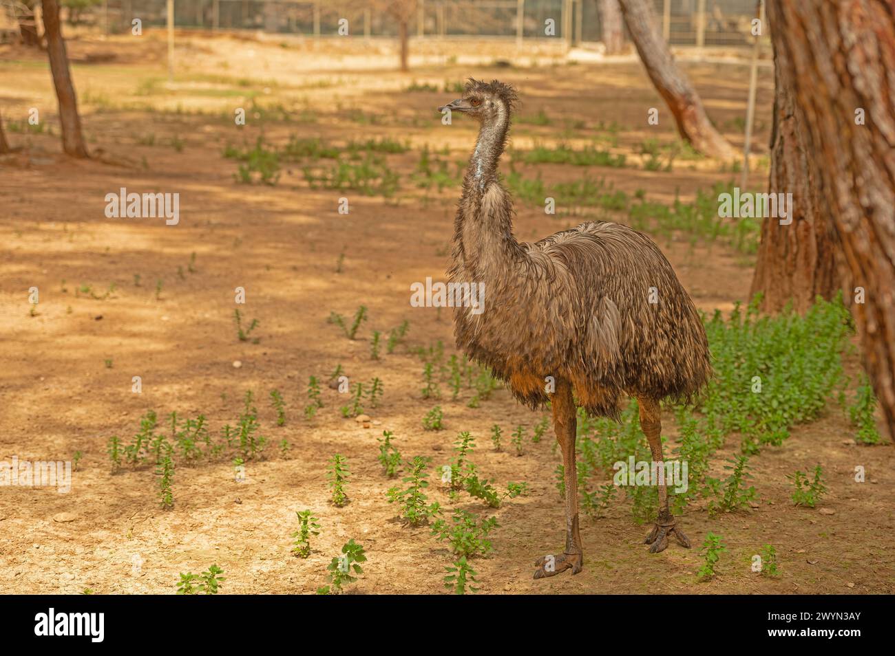 Emu claw hi-res stock photography and images - Alamy
