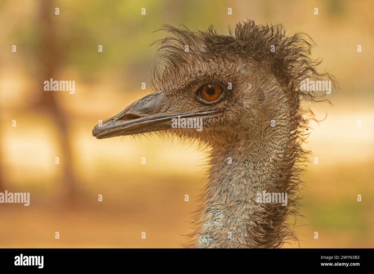 Portrait of the Emu, a large Australian bird. Dromaius novaehollandiae ...