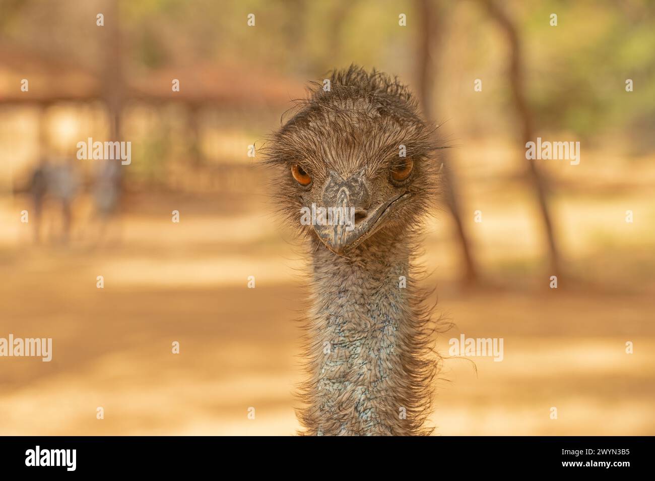 Portrait of the Emu, a large Australian bird. Dromaius novaehollandiae ...