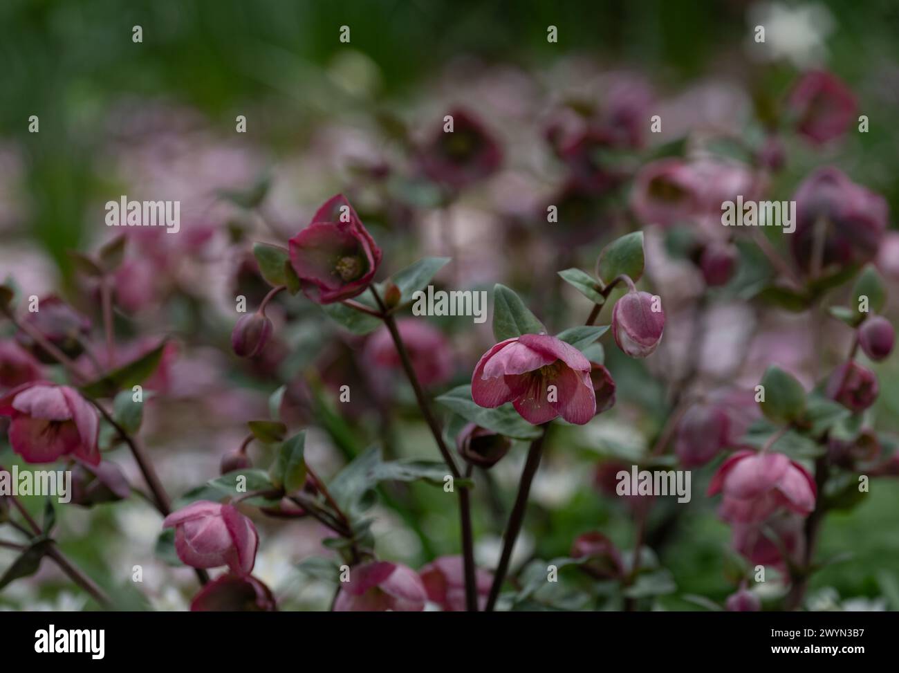 Pink hellebore flowers growing in RHS Wisley garden in Surrey, UK ...