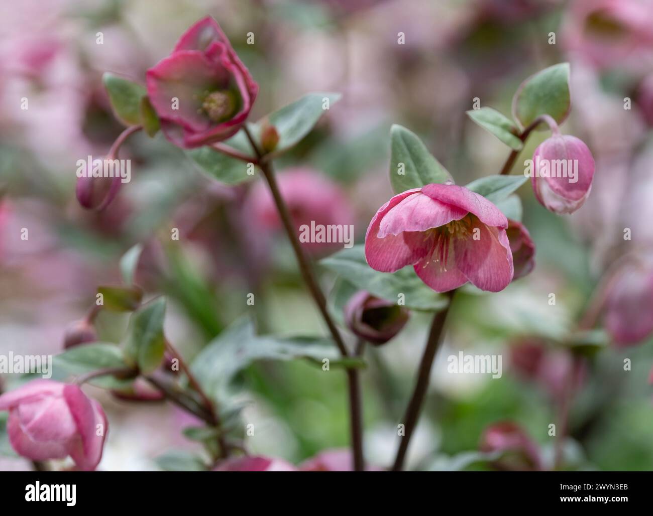 Pink hellebore flowers growing in RHS Wisley garden in Surrey, UK ...