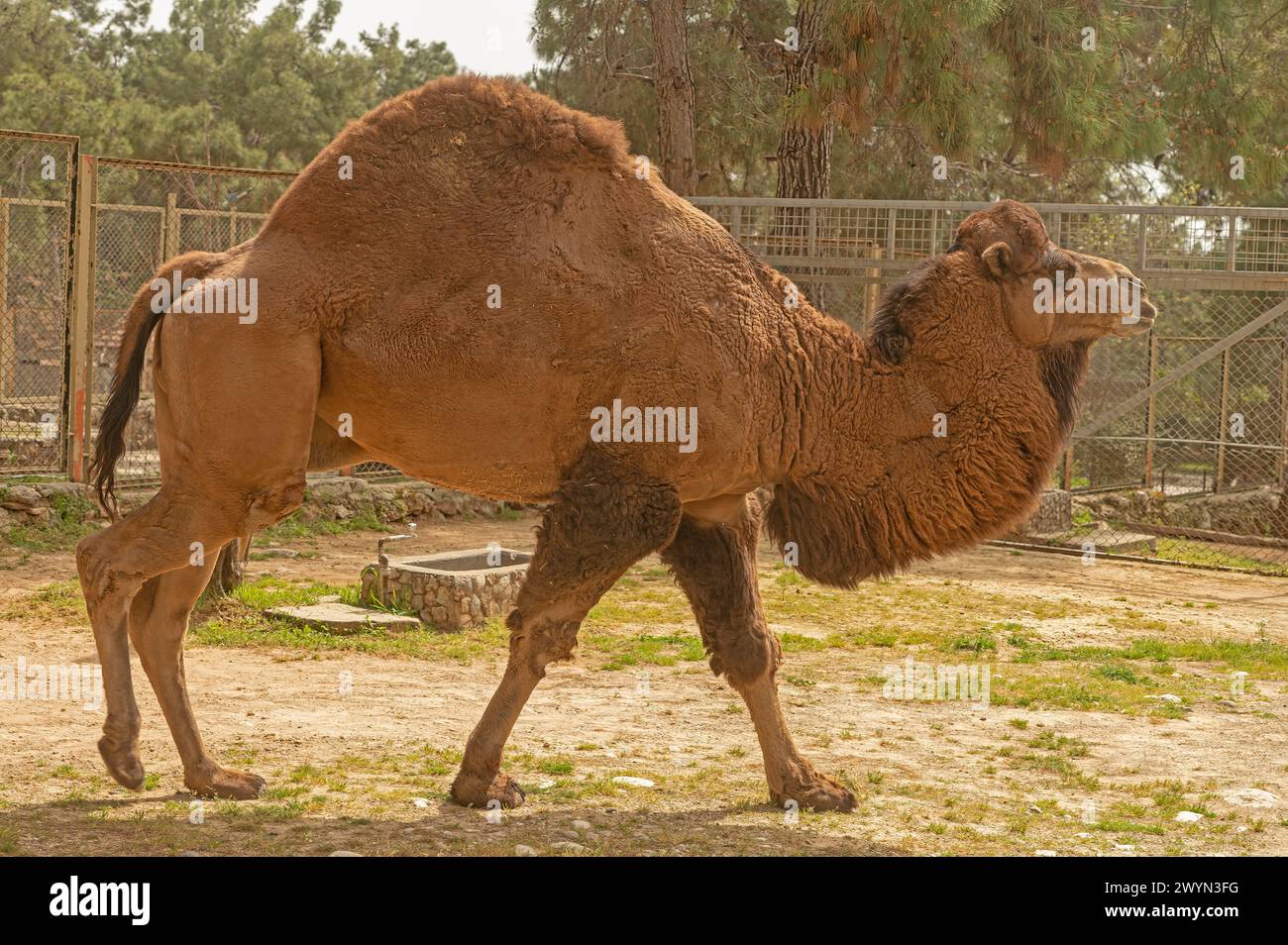A relaxed camel hi-res stock photography and images - Alamy