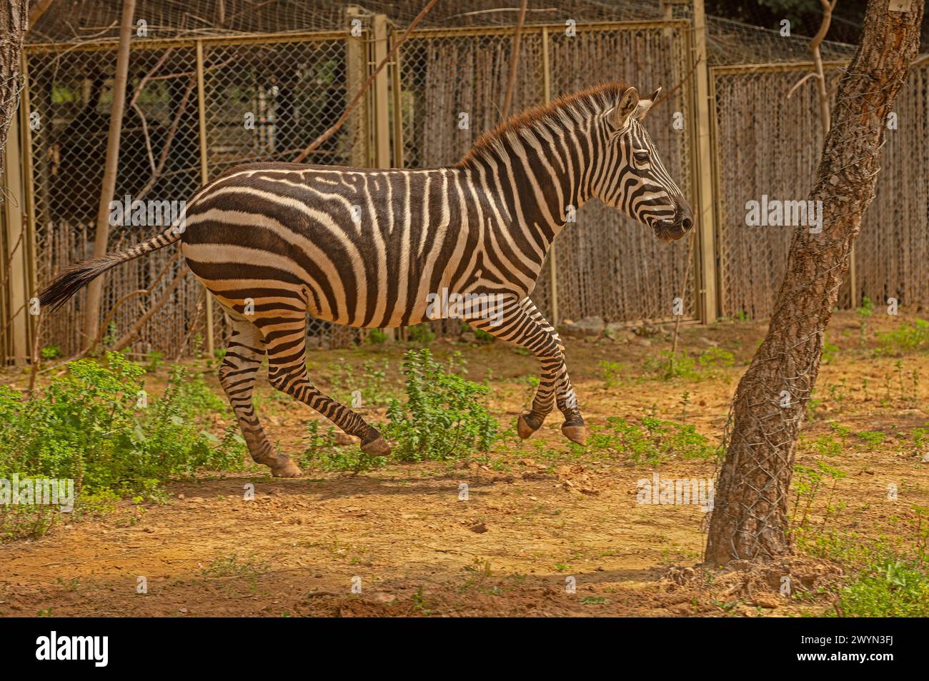 A zebra running in the zoo Stock Photo - Alamy